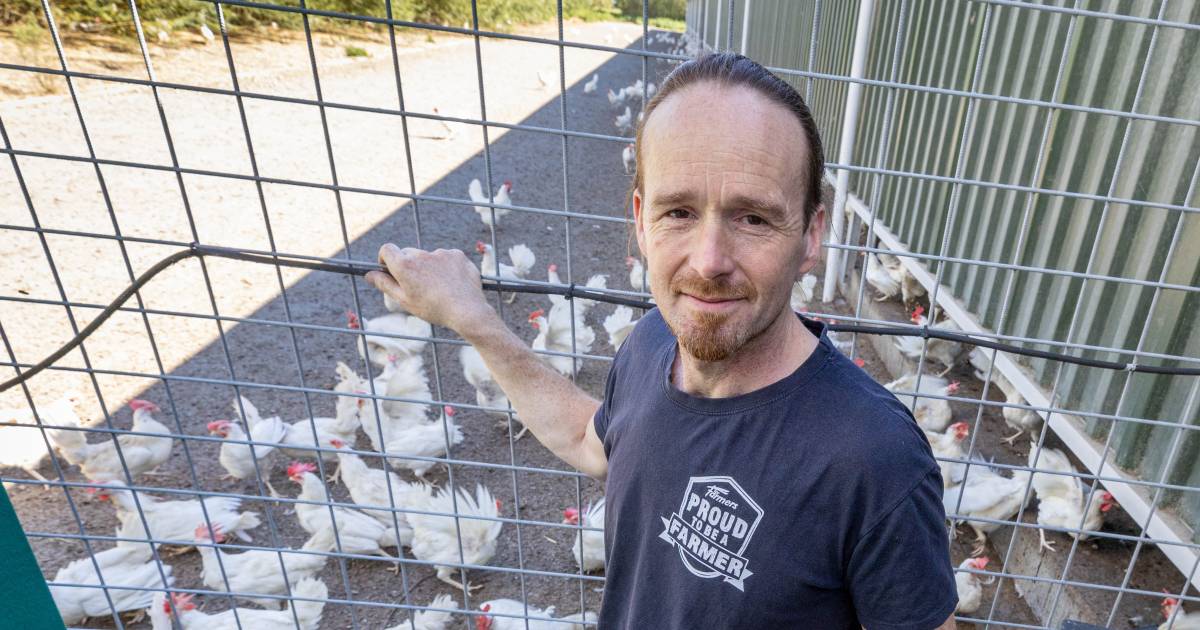 EKOZ Pluimvee komt ook derde klap te boven: ‘Nu ik erover praat, krijg ...