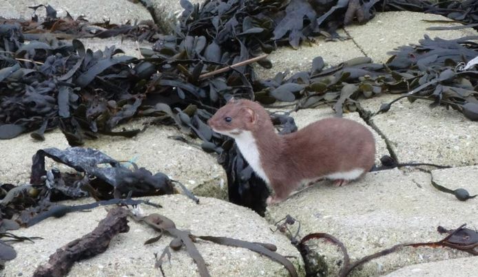 Eindelijk op de foto: wezel bij de Oosterschelde ‘is eens wat anders ...