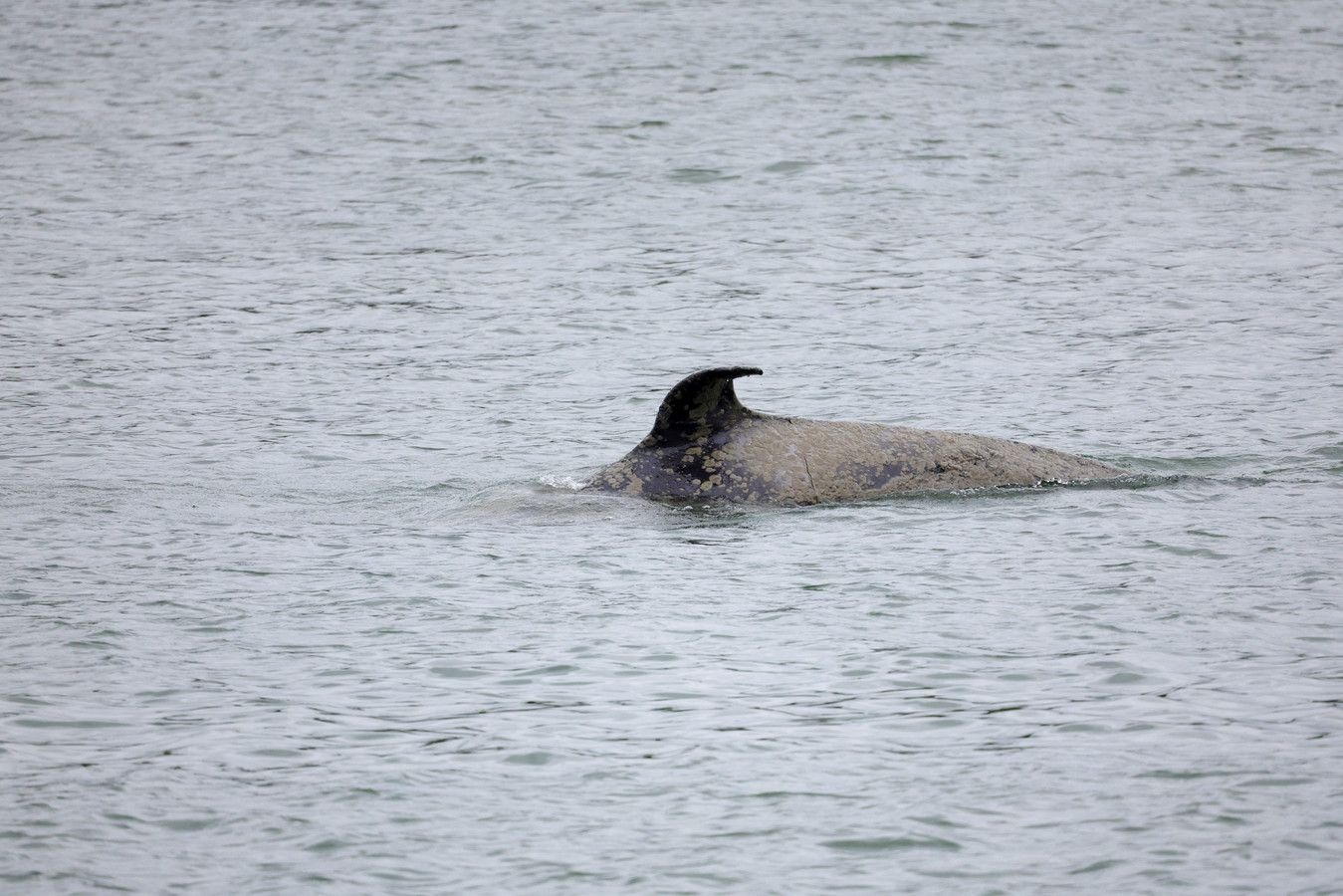 Verdwaalde en zieke orka in Seine dood aangetroffen | Foto ...