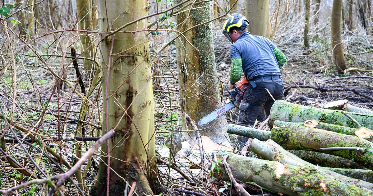 Zeeland krijgt er 32 hectare bos bij; Nieuwe aanplant is onderdeel van ...