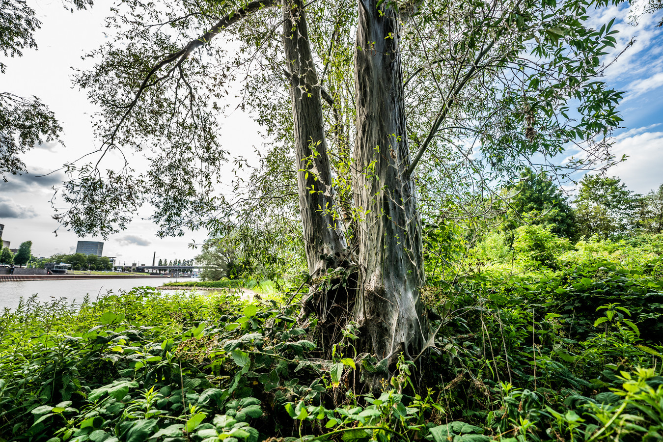 Alsof ze behangen zijn met lijkwaden: wilgen op de Stadsblokken zien er ...
