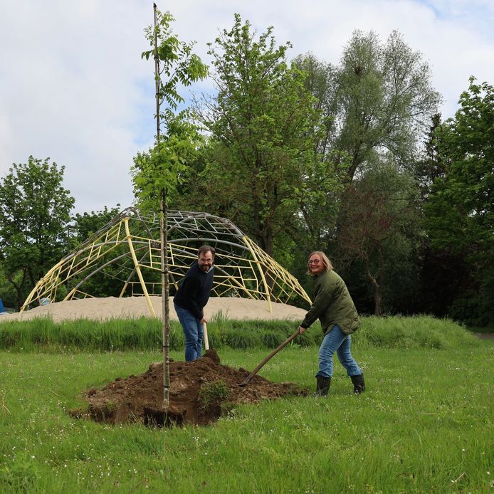 Japanse honingboom voor Heldenland | Tienen | hln.be
