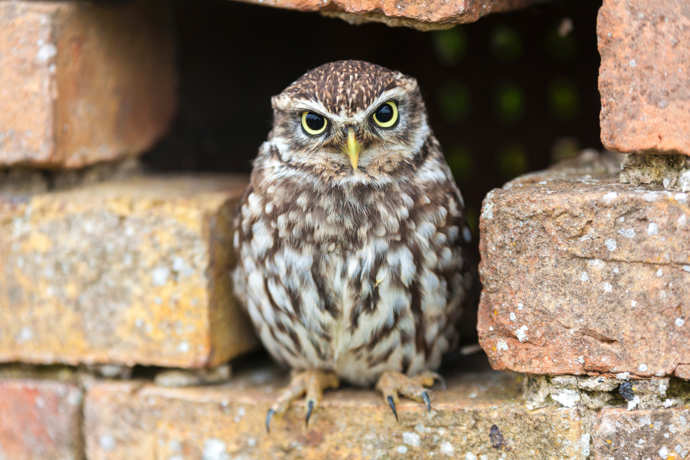 'Sloop St. Annahof in Aarle bedreigt biotoop zeldzame steenuil' | Foto ...