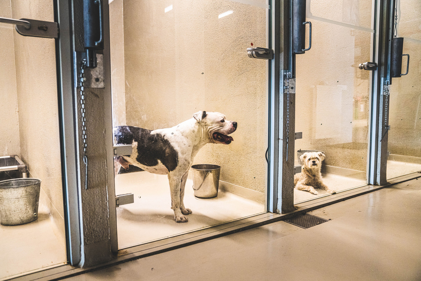 Hoge muur moet geluidshinder van dierenasiel beperken: “Jammer dat we ...