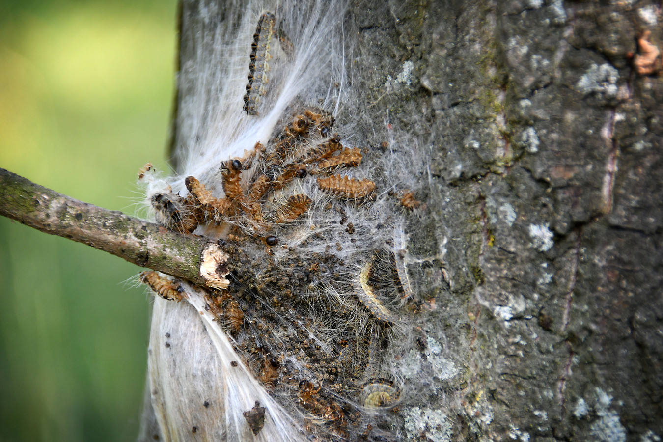 Vakantiepark Gramsbergen erkent letsel door eikenprocessierups bij 78 ...