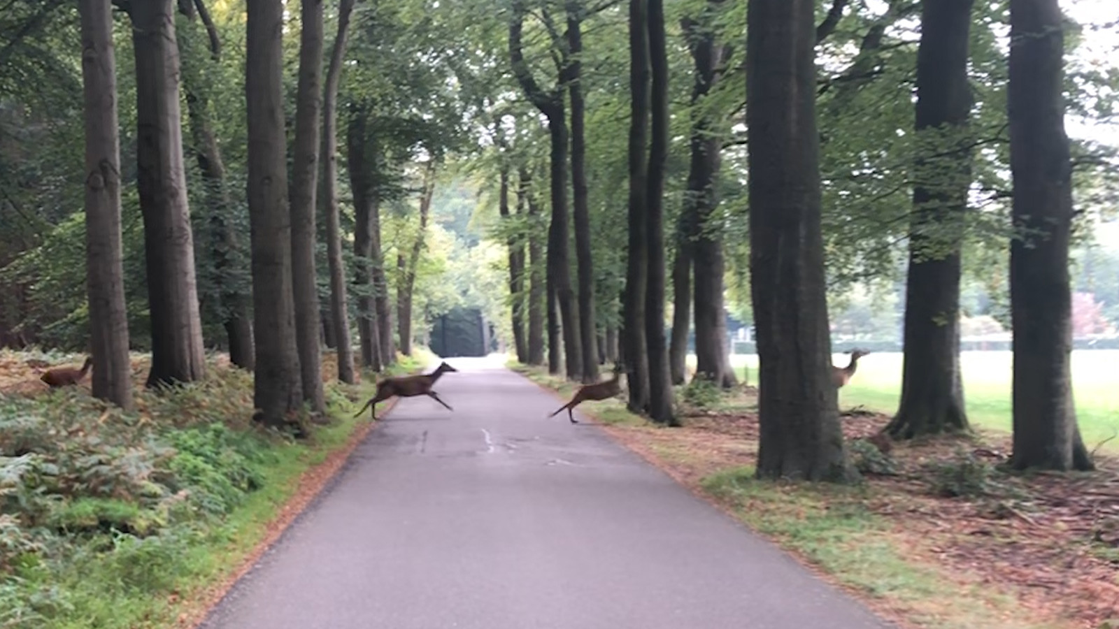 Marvins filmpje van hert dat zich op de Veluwe te pletter loopt al ...