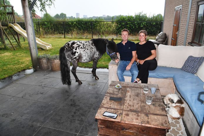 Kees en Suzanne wonen (en werken) ‘perfect’ op hun manege: ‘Het is voor ...