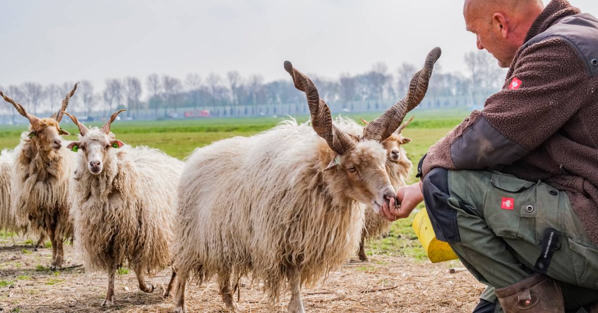 Wolf bijt schapen-zusjes dood: ‘Ons blinde schaap is van schrik de ...
