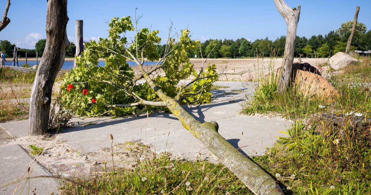 Vandalen vernielen bomen in dit park: ‘Dan moet je wel een heel erge ...