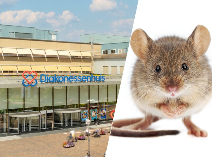 Muizen in hal en restaurant van Utrechts ziekenhuis: ‘Onhygiënisch, die ...