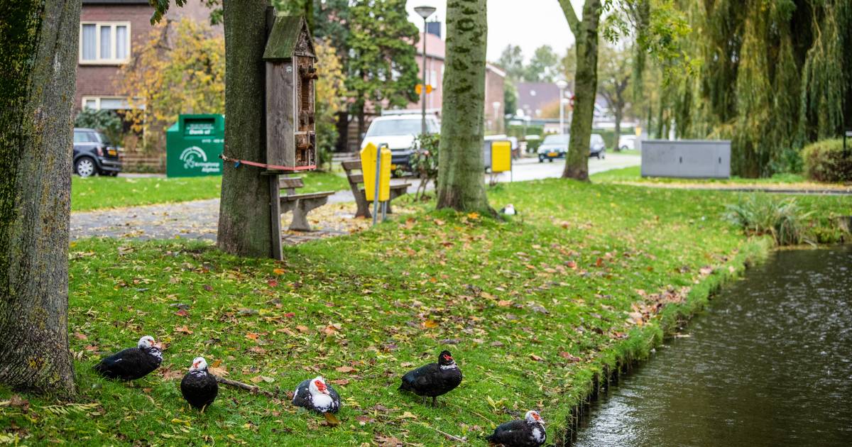 Dorp heeft buik vol van opdringerige ‘XL-eenden’ die alles onder ...