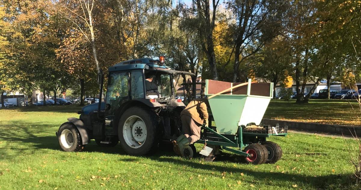 Arbeiders van gemeente Kalmthout steken 11.500 bloembollen in de grond ...