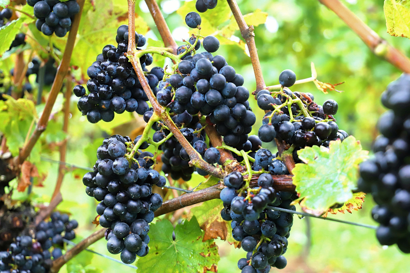 Wijndomein Dappersveld-Woestijn bewijst dat Pajottenland méér is dan ...