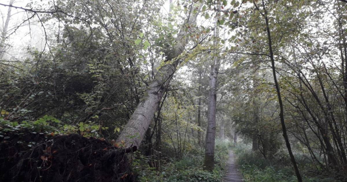 Gevaar van omvallende bomen geweken: Niels Broek weer helemaal ...