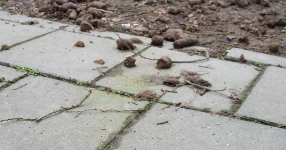 Column: poep op de stoep | Stadsgezicht Oss | bd.nl