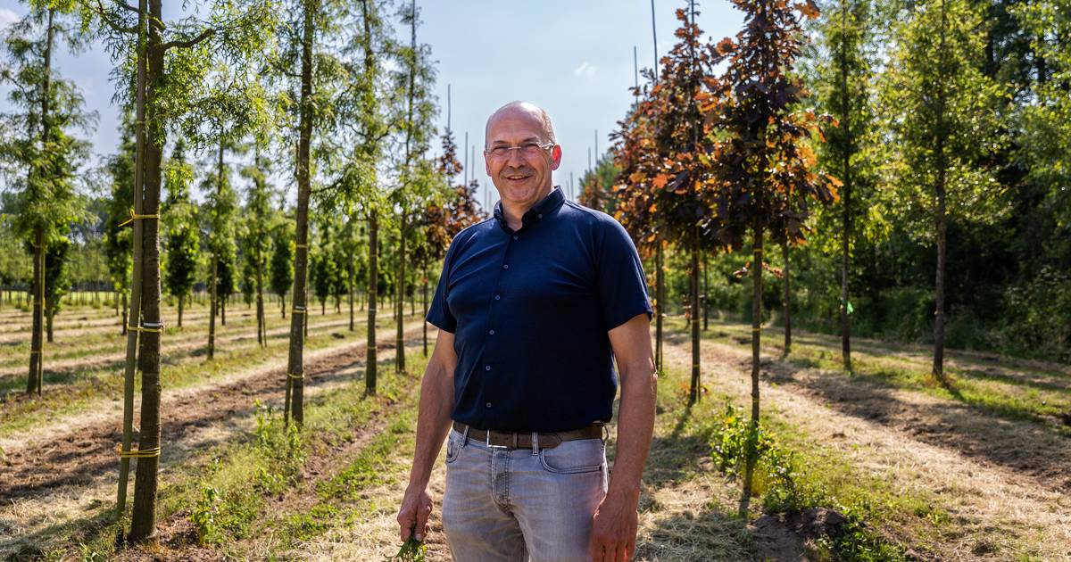 Rooise kweker Van den Berk plant wereldwijd zijn bomen, en heel soms komt er een oudje terug ...