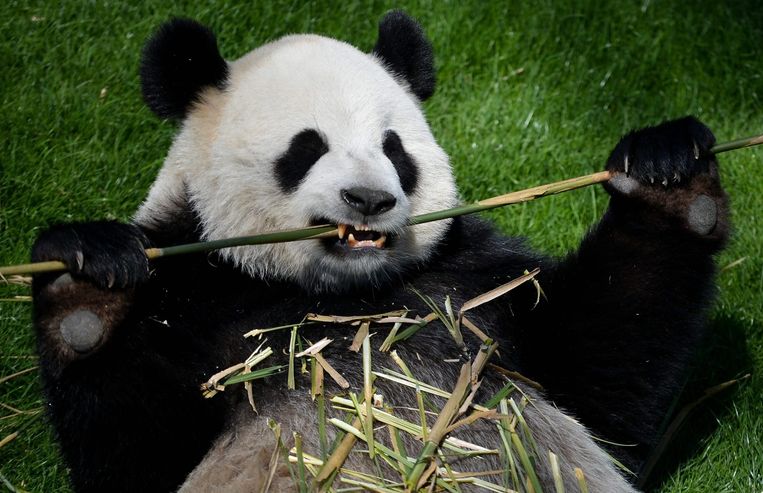 Reuzenpanda verteert bamboe slecht, vlees is beter | De Volkskrant