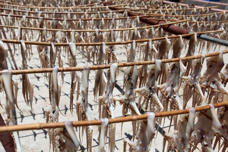 ‘Haaien hebben de dinosauriërs overleefd, maar wij villen hen levend en ...