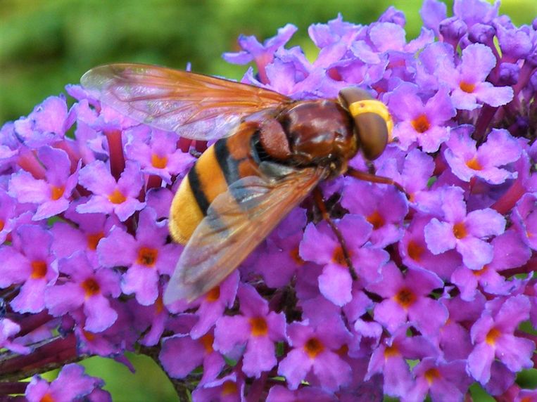 Is het een wesp? Is het een hoornaar? Nee, het is de stadsreus!