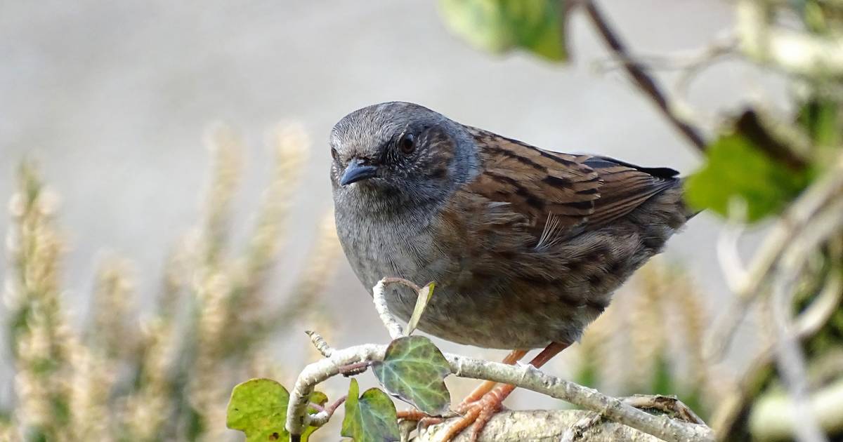 Hoe zit dat nou? Een huismus is een mus. Dat weten we, maar is een ...