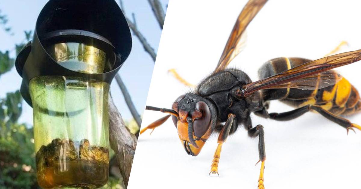 Stad Ieper zoekt 100 inwoners om een lokval voor de Aziatische hoornaar ...