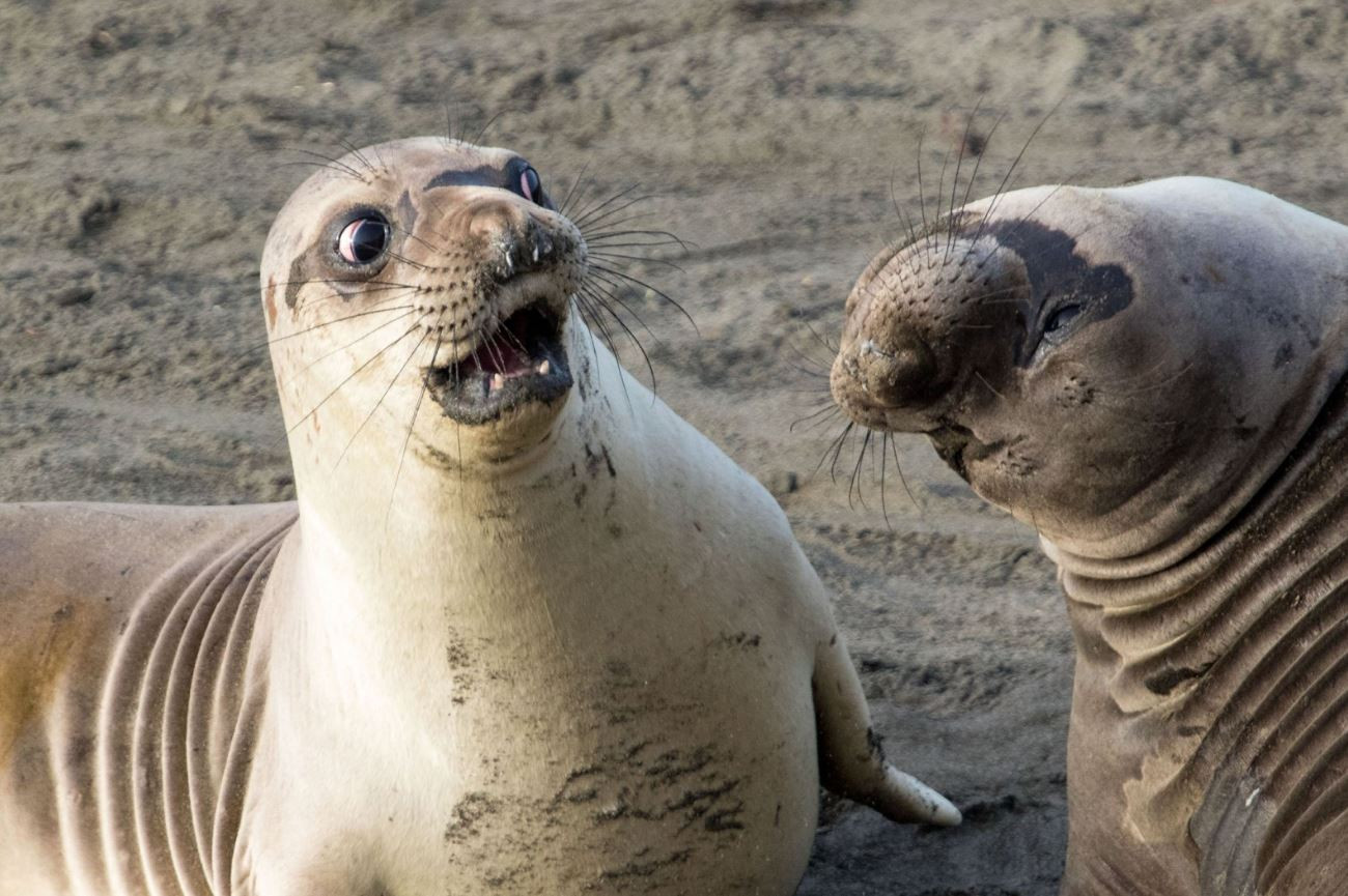 Dit zijn ze: de grappigste dierenfoto's van het afgelopen jaar | Foto ...