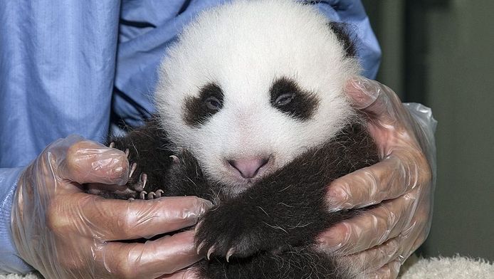 Mort d'un bébé panda en captivité | Ecologie | 7sur7.be