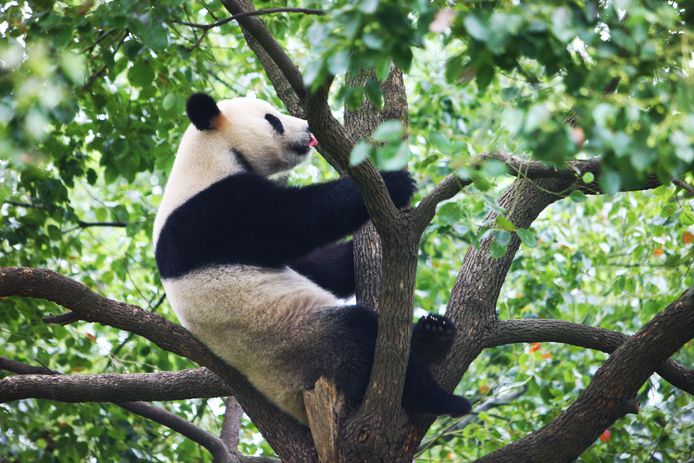 Pandagala levert bijna half miljoen op voor reuzenpanda's in het wild ...