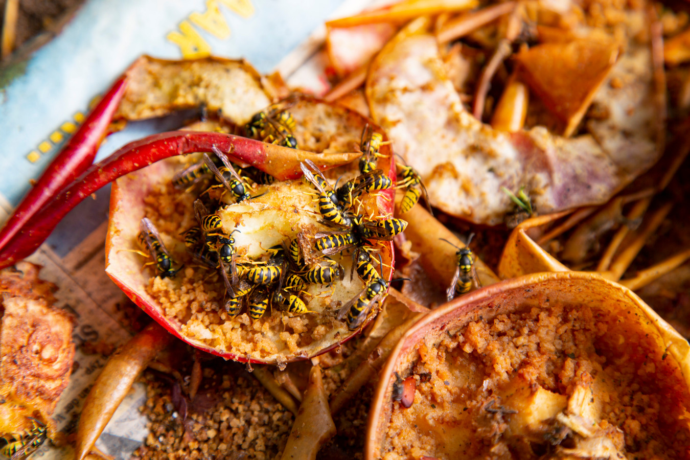 Adrie Gunter is verliefd op de wesp: ‘Wie wil er nu geen wespentaille ...