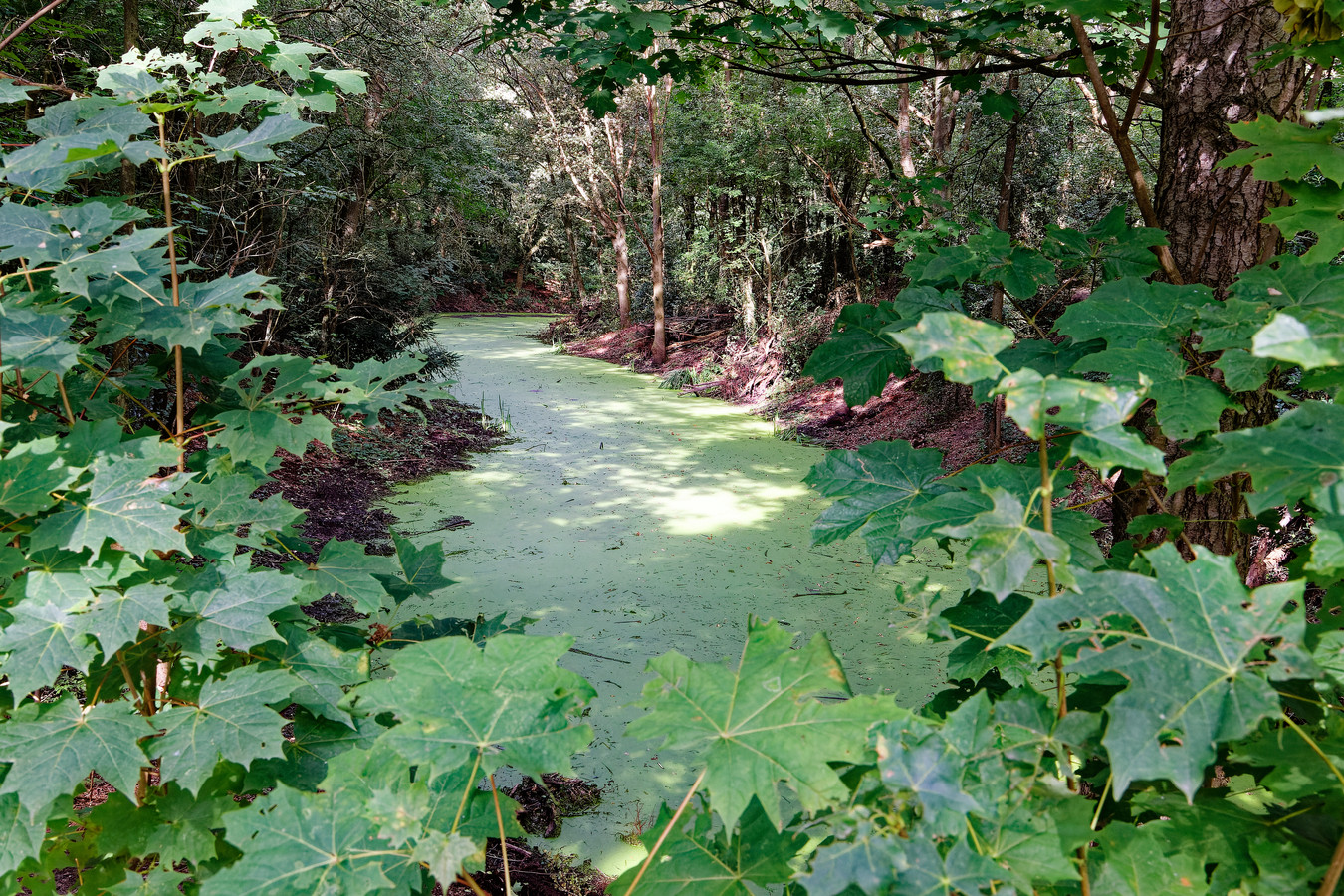 Eeuwenoude ravelijnsgracht en vestingwallen Fort Isabella in ere ...