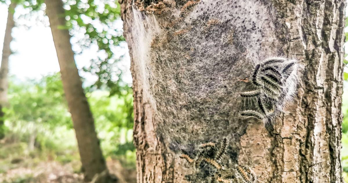 Processierups gaat fase in van schadelijke brandhaartjes | Dieren | hln.be