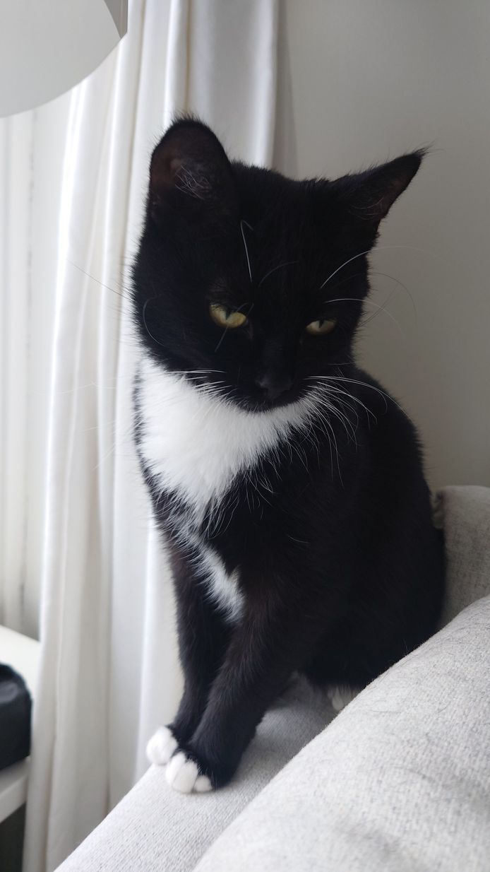 Dit zijn jullie inzendingen van de leukste katten op Wereldkattendag 2023 | Home | gelderlander.nl