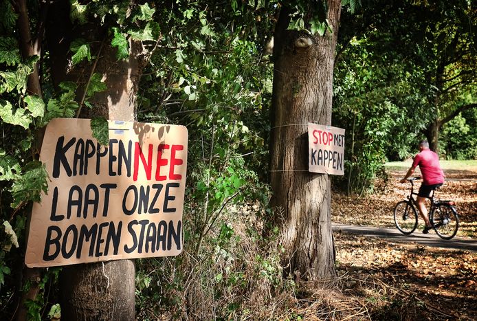 Twijfels bij bomenkap in Spijkenisse: ‘Je maakt mij niet wijs dat al ...