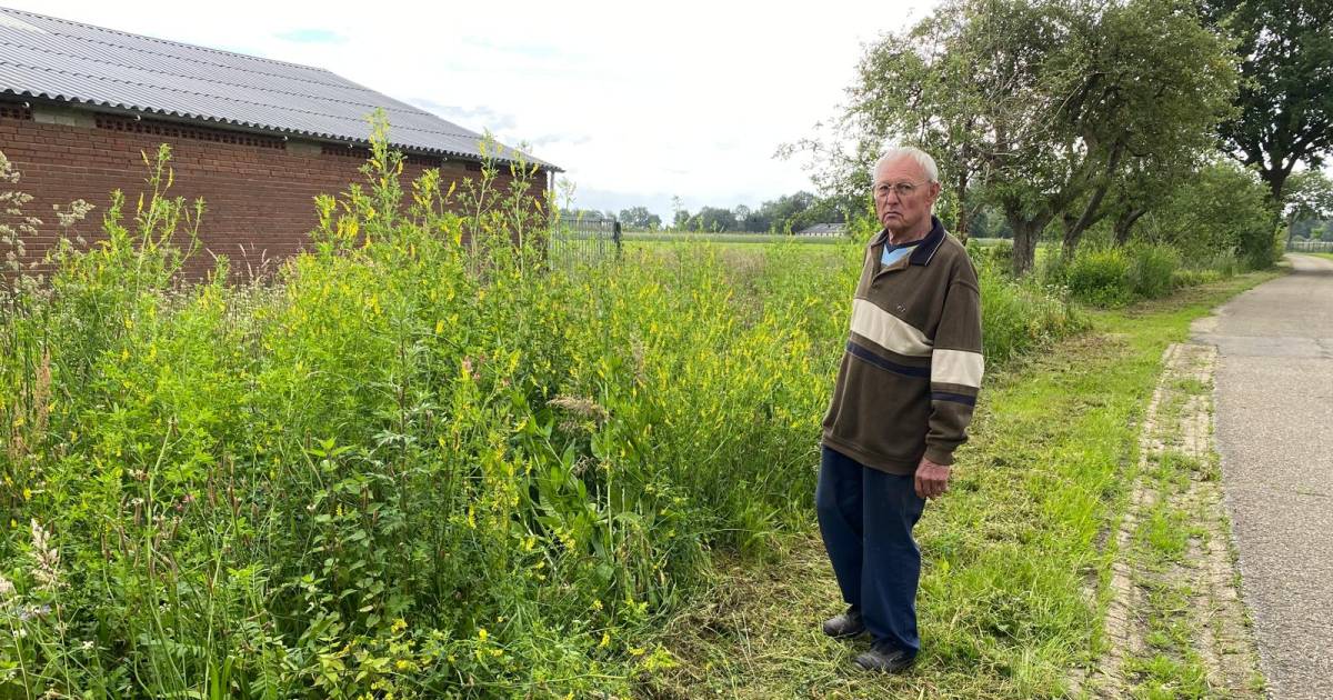 Bloemenparadijs verwoest door maaifout: 84-jarige imker Gerrit in rouw ...