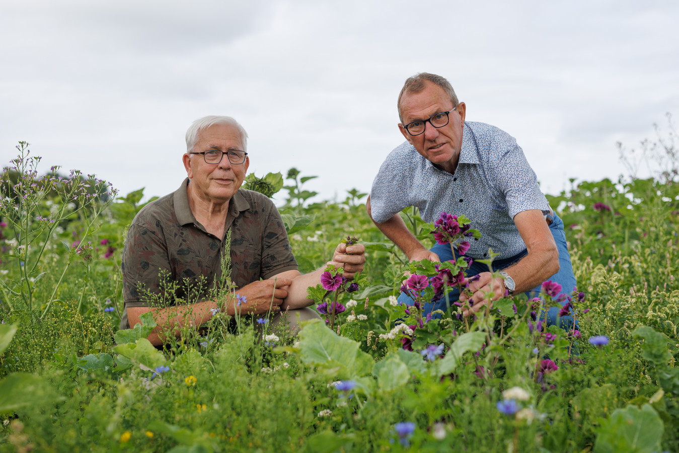 Meer patrijzen dankzij boeren die stukjes land opofferen: ‘Heeft wel ...