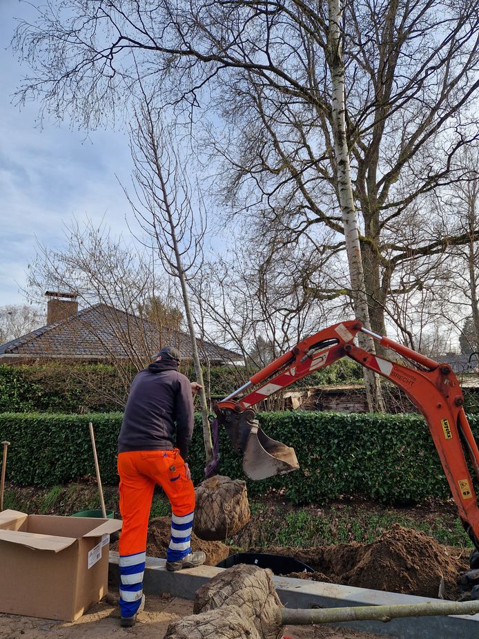 Gemeente Brecht plantte dit seizoen al 250 laanbomen: | Brecht | hln.be