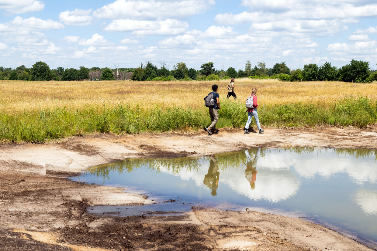 Impact van de droogte is nog groter dan gedacht: ‘Straks staan we met ...
