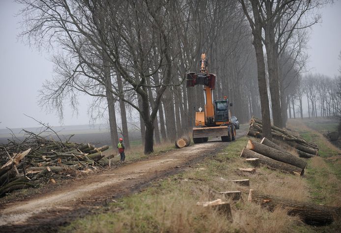 Staatsbosbeheer wil 530 bomen kappen op Noord-Beveland | Bevelanden ...