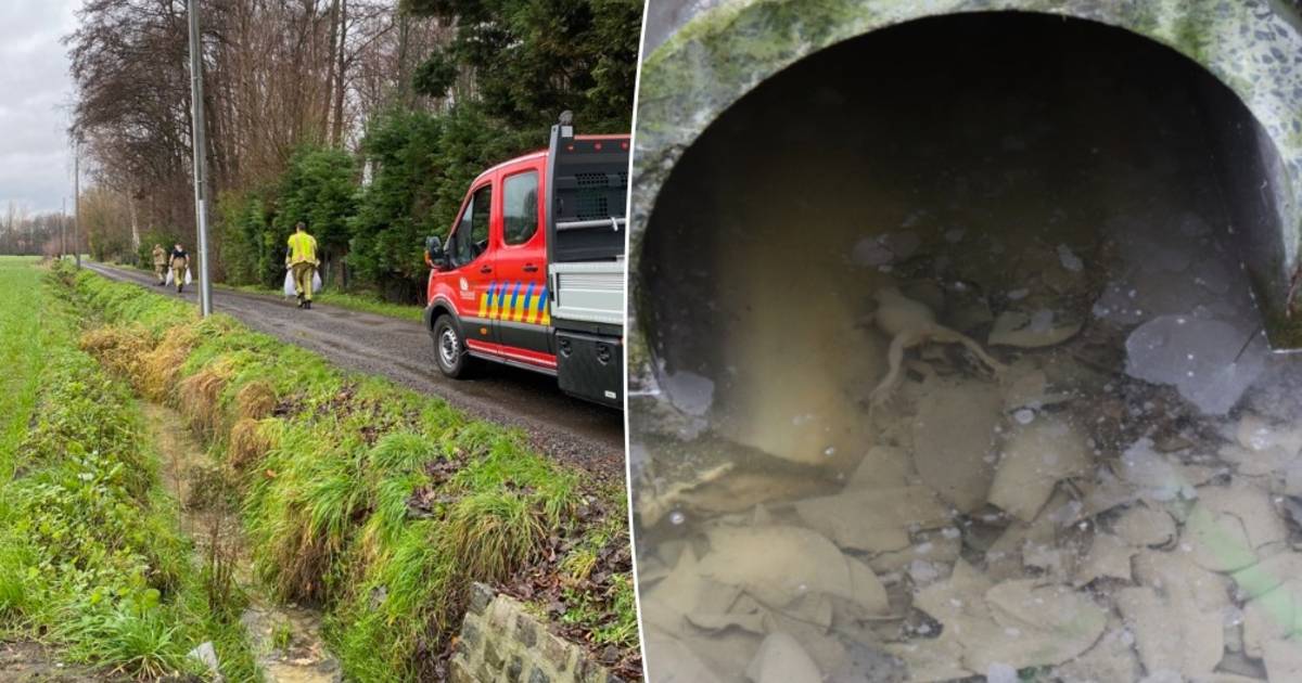 Verfproducten geloosd in beek: kikkers overleven vervuiling niet | Sint ...