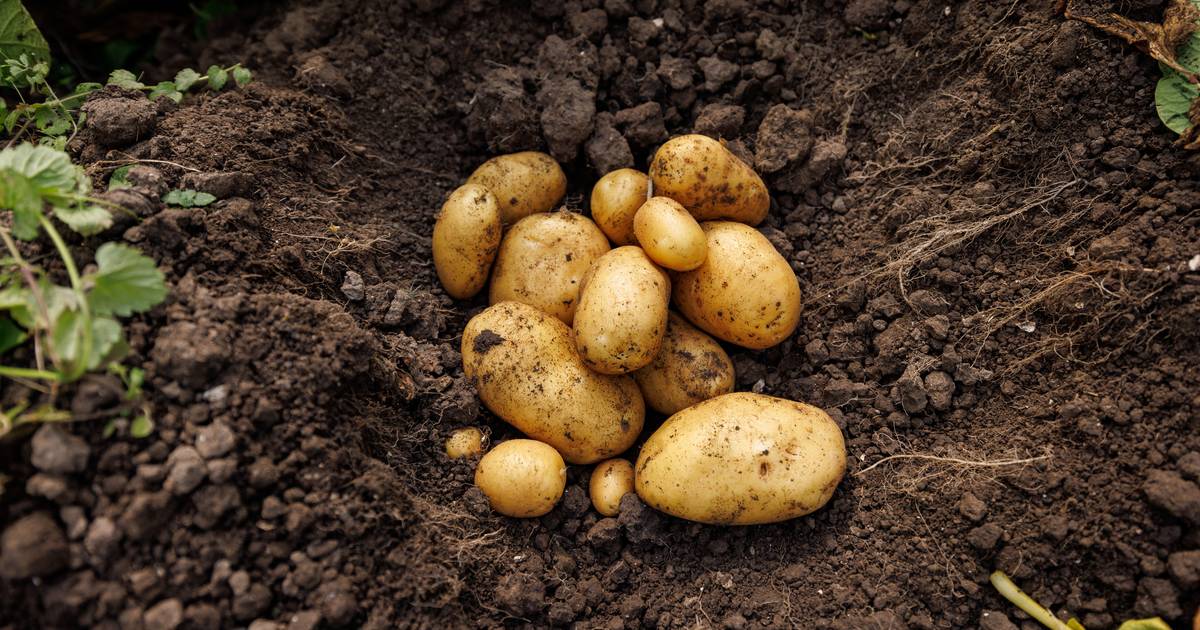 Alleen nog biologisch sterke aardappels op onze borden? ‘De nieuwe ...