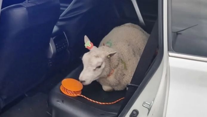 Schaap op de achterbank: agenten redden dier van de A59 ter hoogte van ...