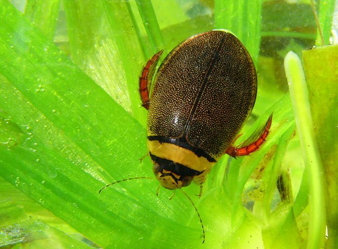 Zeer zeldzame kever na 70 jaar terug in Drenthe | Drenthe | AD.nl