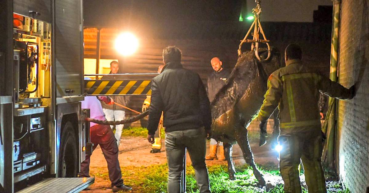 Brandweer redt kalf van wisse dood uit gierput in Wintelre | Kempen | ed.nl