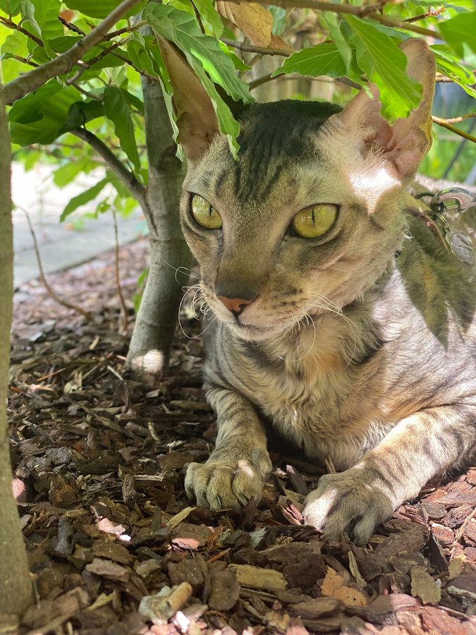 De favoriete plekjes van ‘K2 zoekt K3'-finaliste Amy Courtens in ...