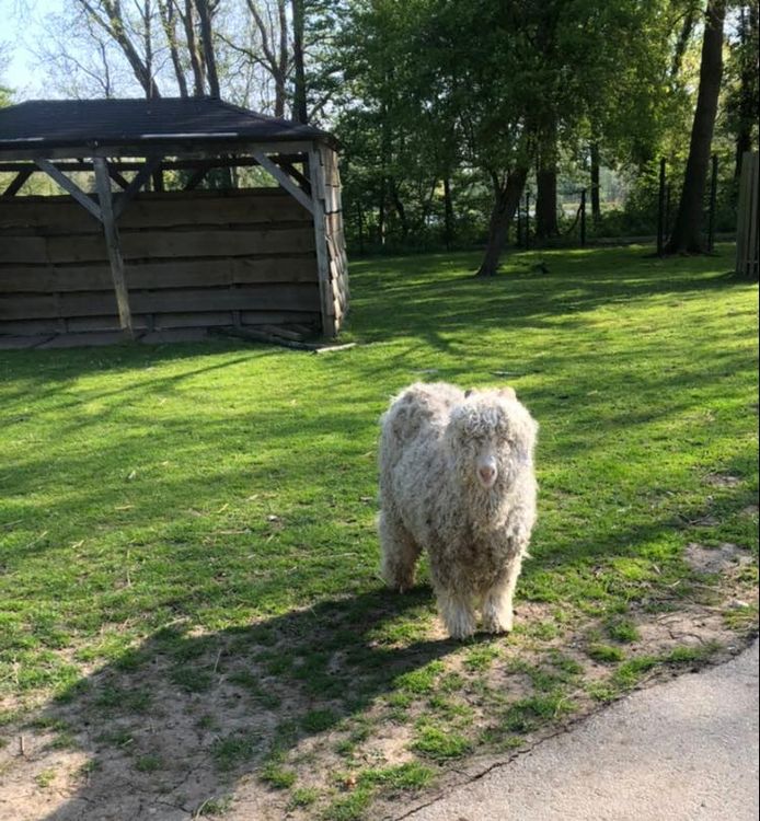 Dieven jatten duif bij kinderboerderij en proberen een geit mee te ...