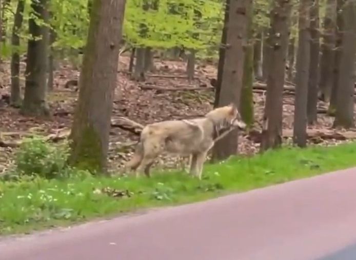 Drentse flyer waarschuwt: u bent in een gebied waar wolven leven ...