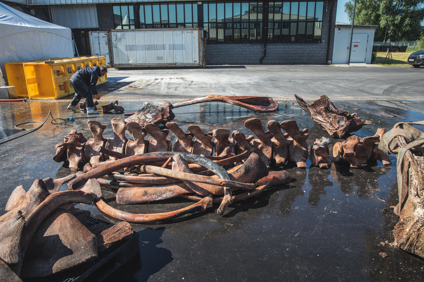 Na 30 jaar maakt UGent skelet van aangespoelde potvis Valentijn, pas in ...