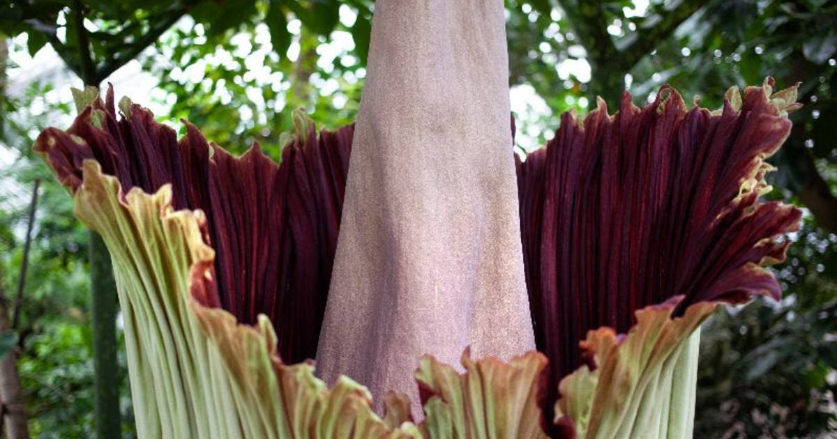 Grootste bloem ter wereld staat weer in bloei in Plantentuin | Meise ...