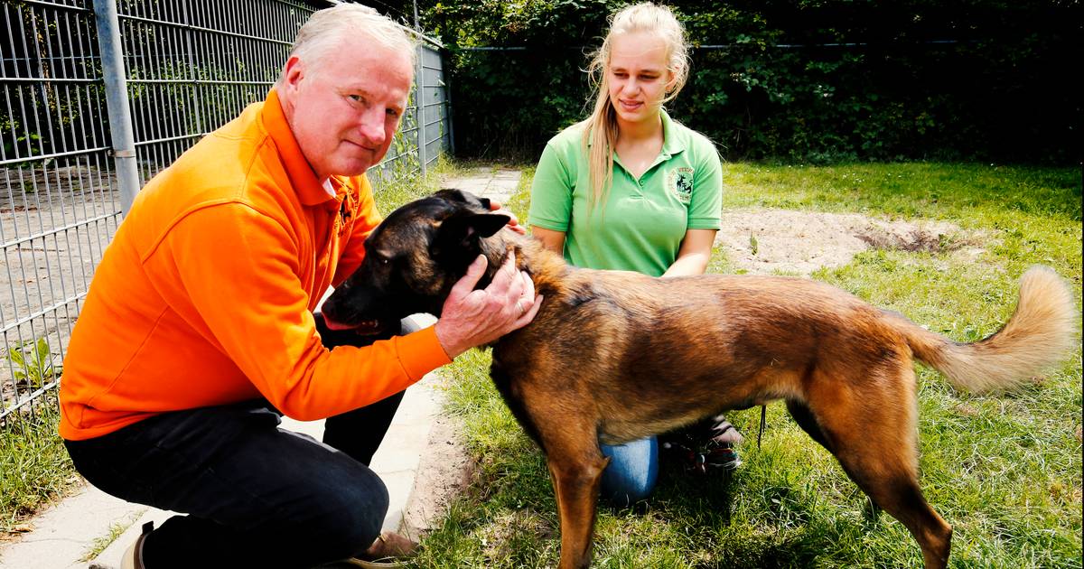 Dierenasiel Utrecht in zomervakantie leger dan ooit: ‘Zoiets hebben we ...