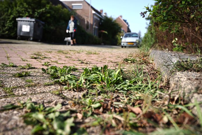 Alle gemeenten moeten bezuinigen, in deze twee plaatsen wordt het nóg erger | Nissewaard | AD.nl